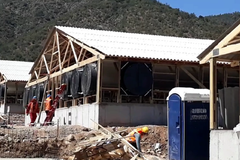 Pig Farming Project Case – UPVC Roof Sheet Used as Ceiling