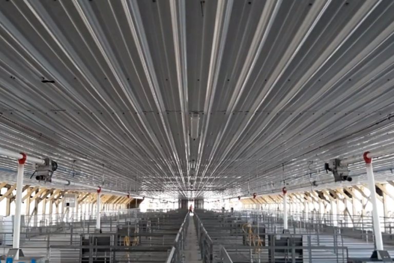 Pig Farming Project Case – UPVC Roof Sheet Used as Ceiling